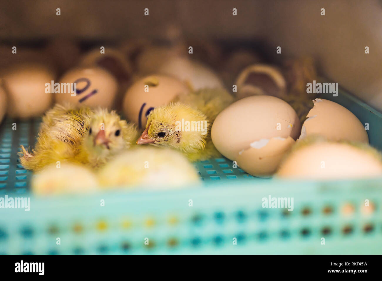 Large group of newly hatched chicks on a chicken farm Stock Photo - Alamy