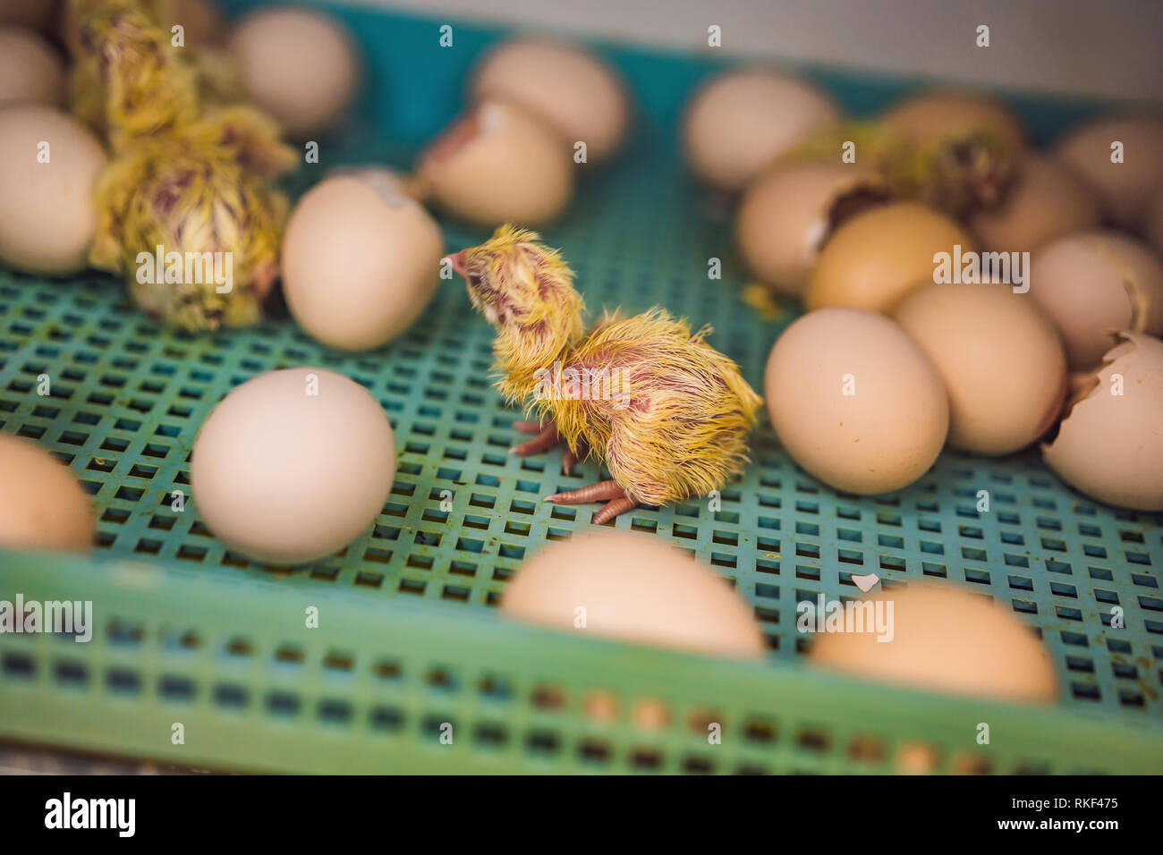 Large group of newly hatched chicks on a chicken farm Stock Photo - Alamy