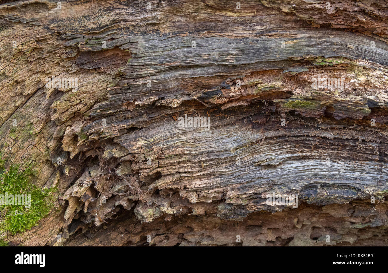 Wood decomposition hi-res stock photography and images - Alamy
