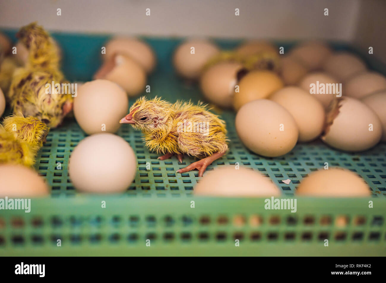 Large group of newly hatched chicks on a chicken farm Stock Photo - Alamy