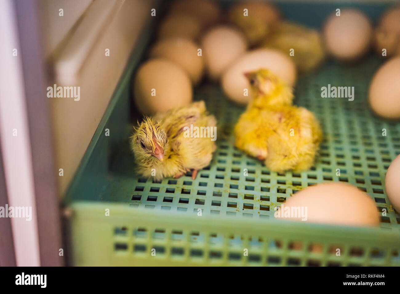 Large group of newly hatched chicks on a chicken farm Stock Photo - Alamy