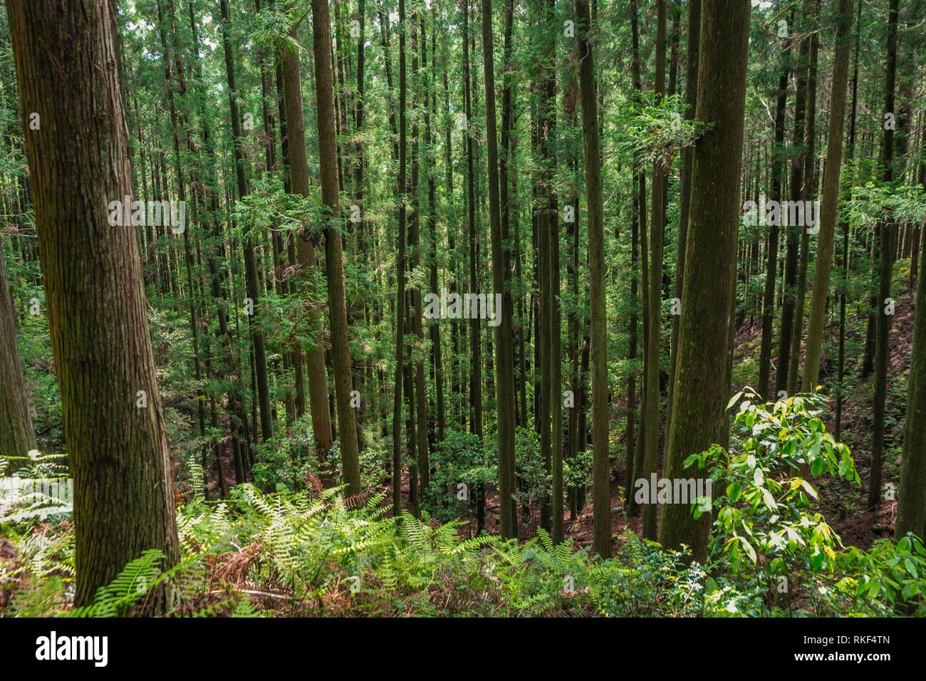 Kumano Kodo pilgrimage route. Way to the grand shrine, Kumano Hongu ...