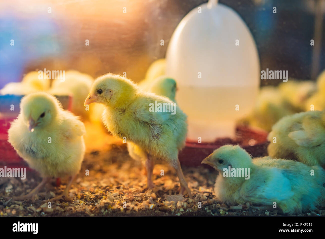 Large group of newly hatched chicks on a chicken farm Stock Photo - Alamy
