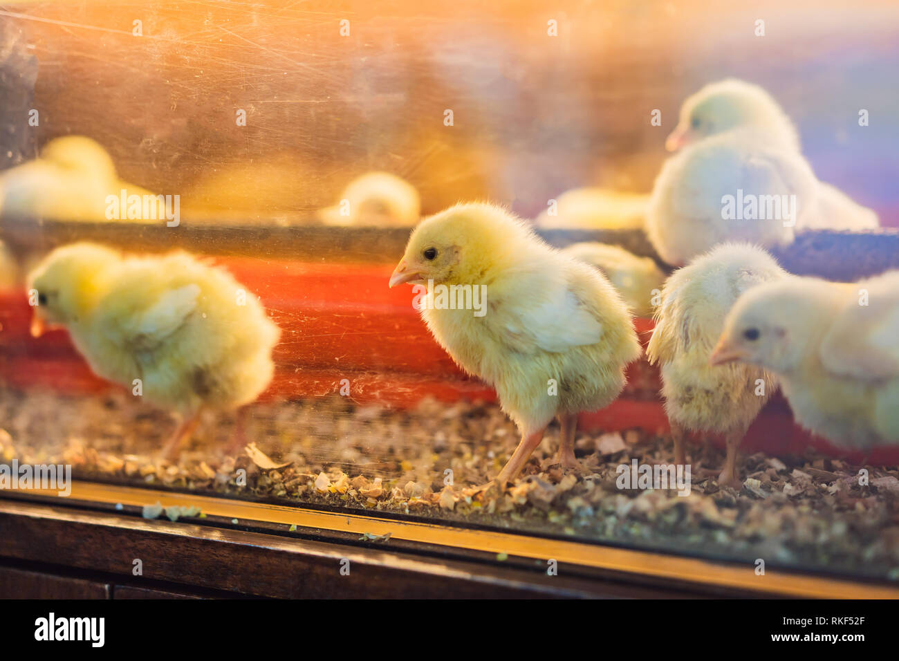 Large group of newly hatched chicks on a chicken farm Stock Photo - Alamy