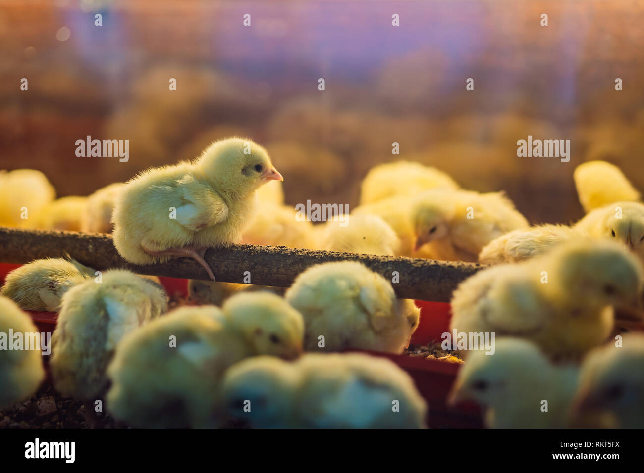 Large group of newly hatched chicks on a chicken farm Stock Photo - Alamy