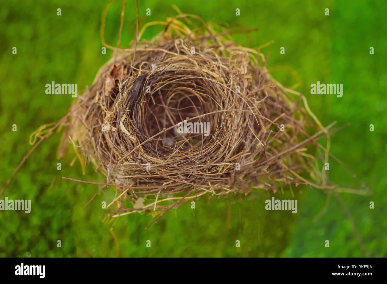 Guide bird nests hi-res stock photography and images - Alamy