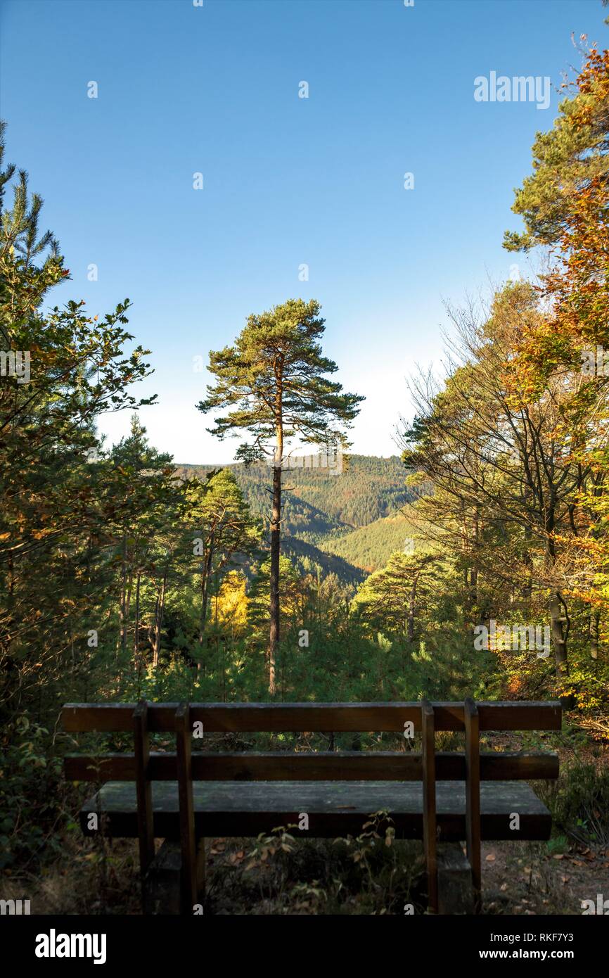 Natural pine stands hi-res stock photography and images - Alamy