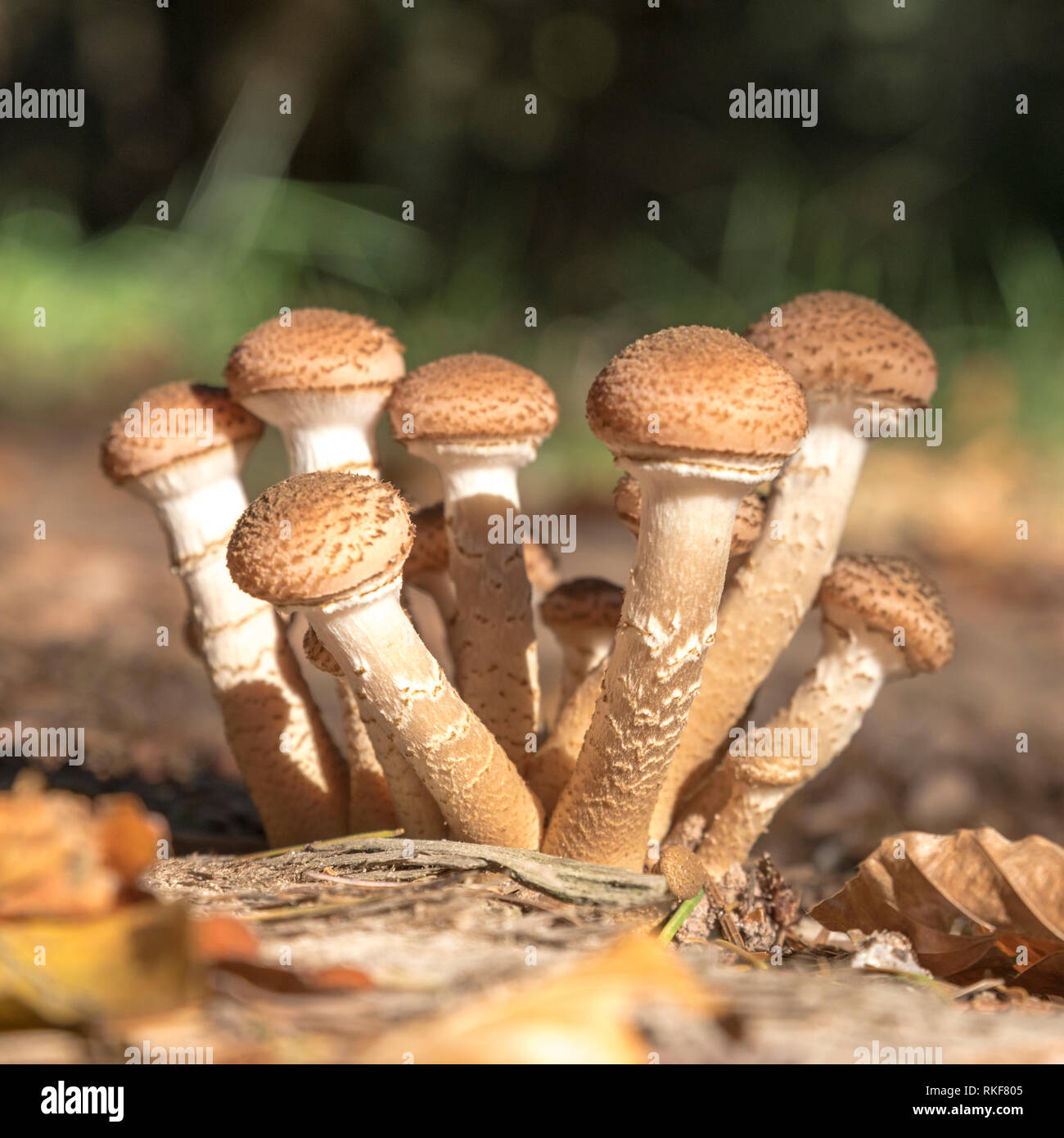 Hallimasch hi-res stock photography and images - Alamy