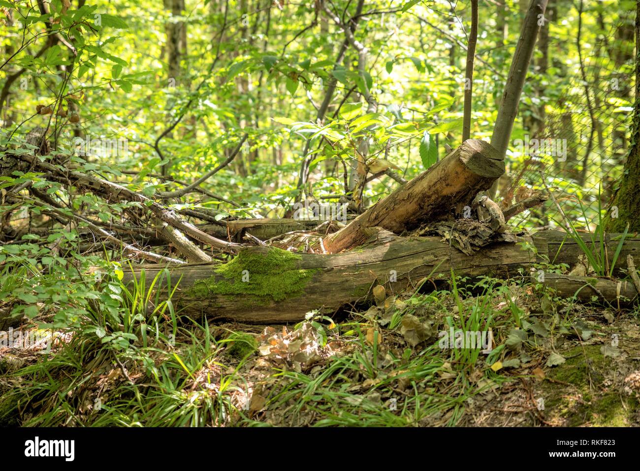 Old tree stump lies overgrown in the green forest Stock Photo - Alamy