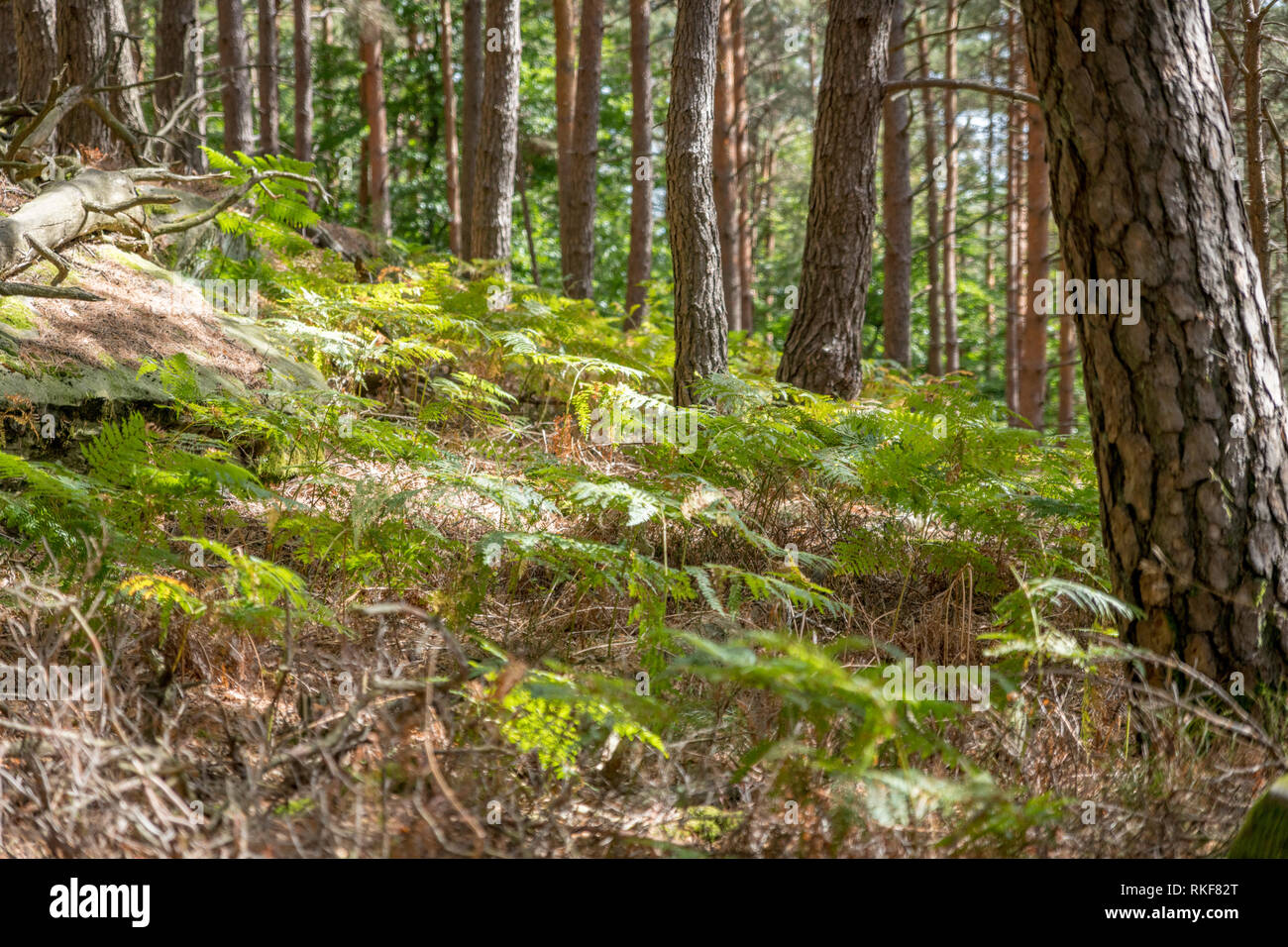 Wooded Slope Stock Photos & Wooded Slope Stock Images - Alamy