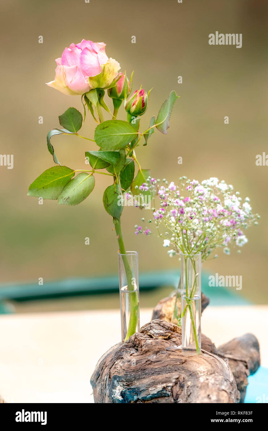 Single pink rose stands in a test tube decorated with gypsophila and ...