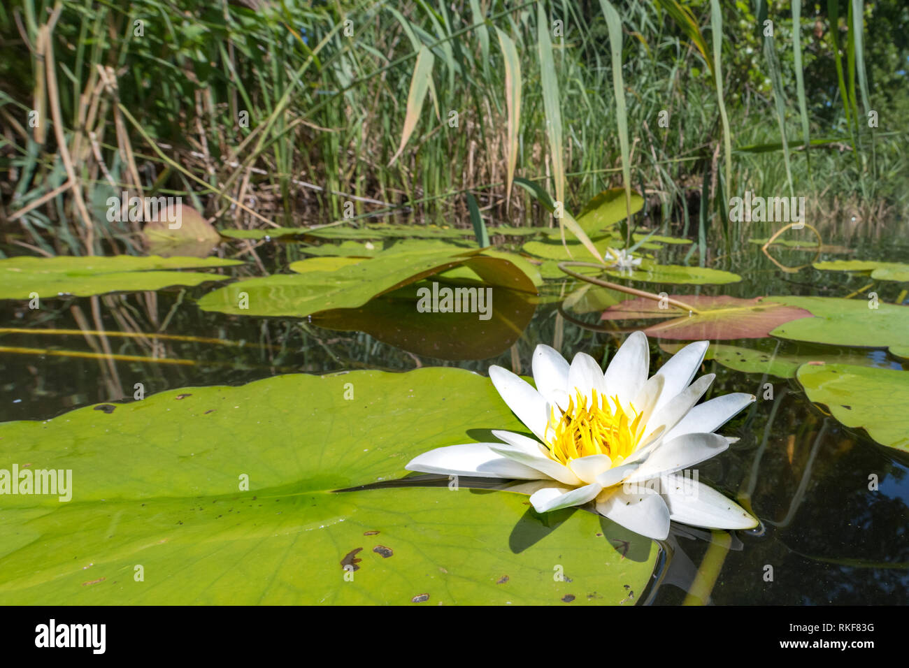 Single water lily with a green leaf floating on dark water with copy ...
