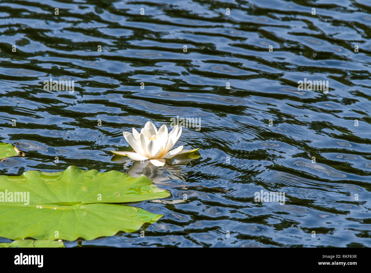 Single water lily with a green leaf floating on dark water Stock Photo ...
