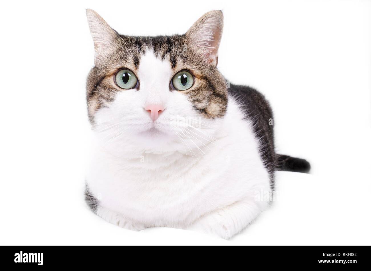 Isolated white cat hi-res stock photography and images - Alamy