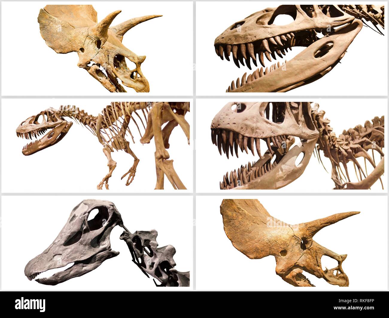 Dinosaur skeleton on white background hi-res stock photography and ...