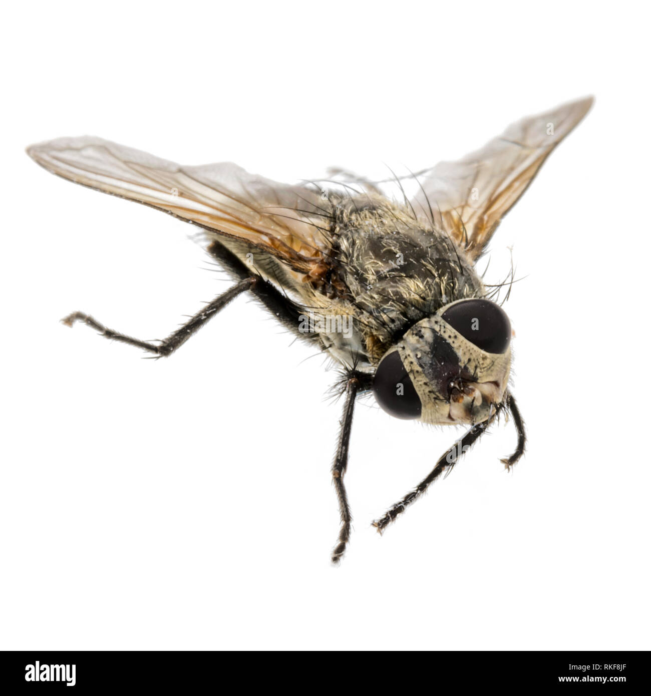 Wing and head detail Cut Out Stock Images & Pictures - Alamy