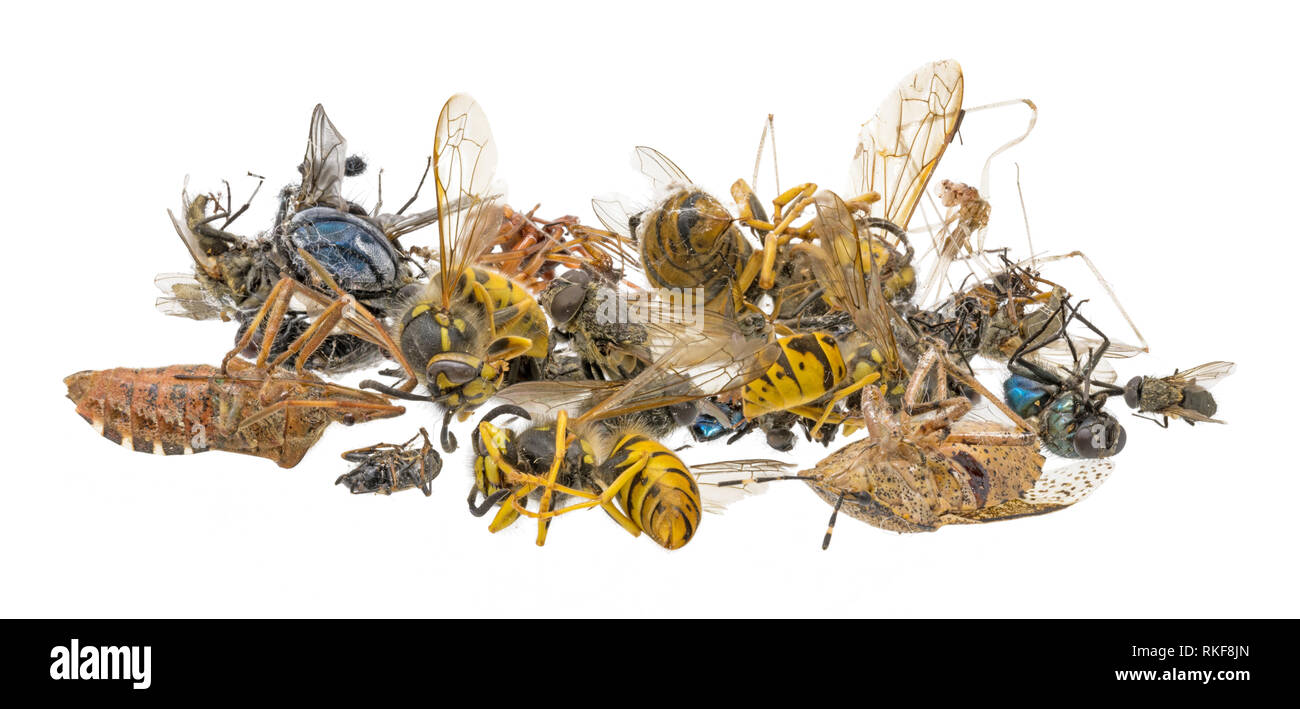 Many different colorful dead insects are in one pile. Isolated on white ...