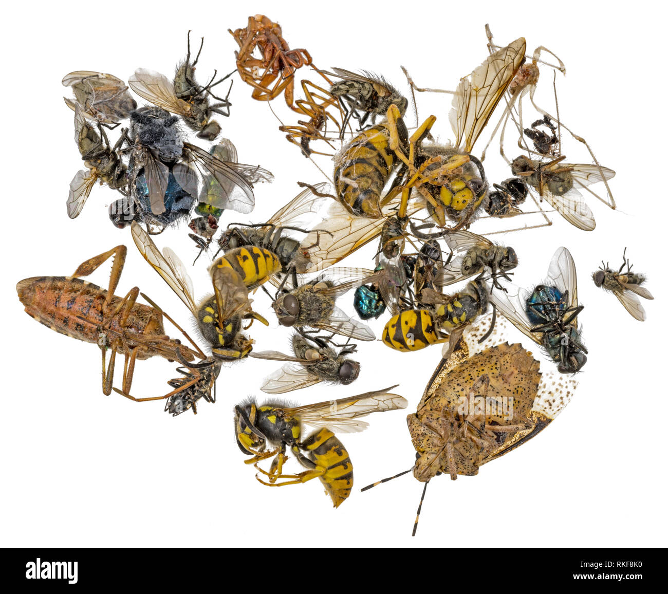 Many different colorful dead insects are in one pile. Isolated on white ...