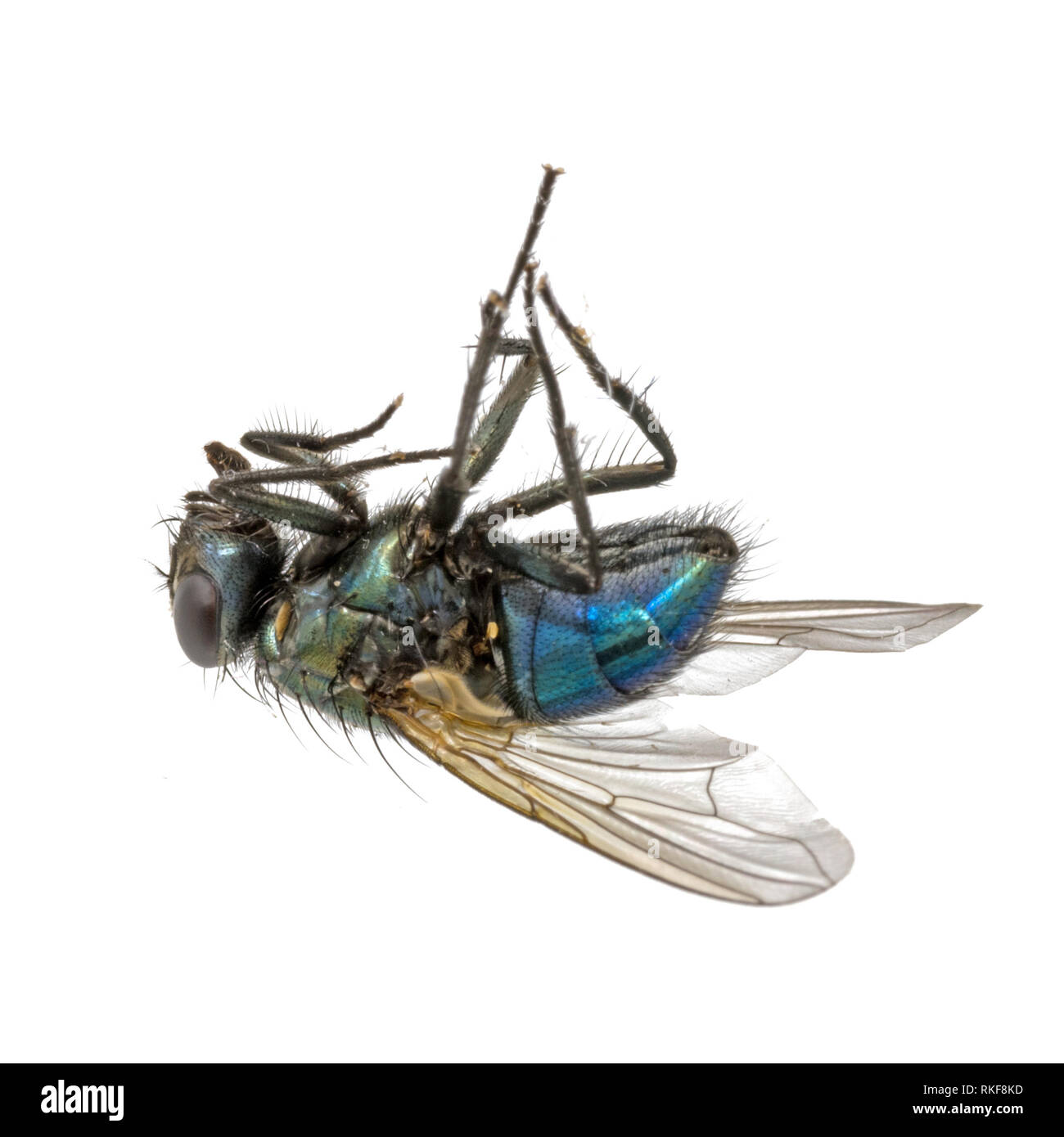 Hairy back Cut Out Stock Images & Pictures - Alamy