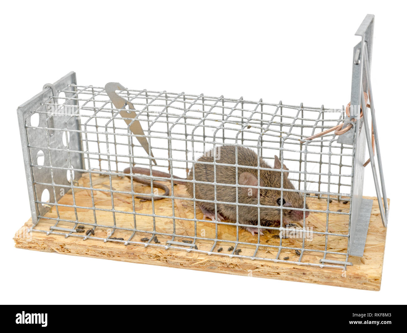 Little mouse sits trapped in a wire trap against blurred background ...