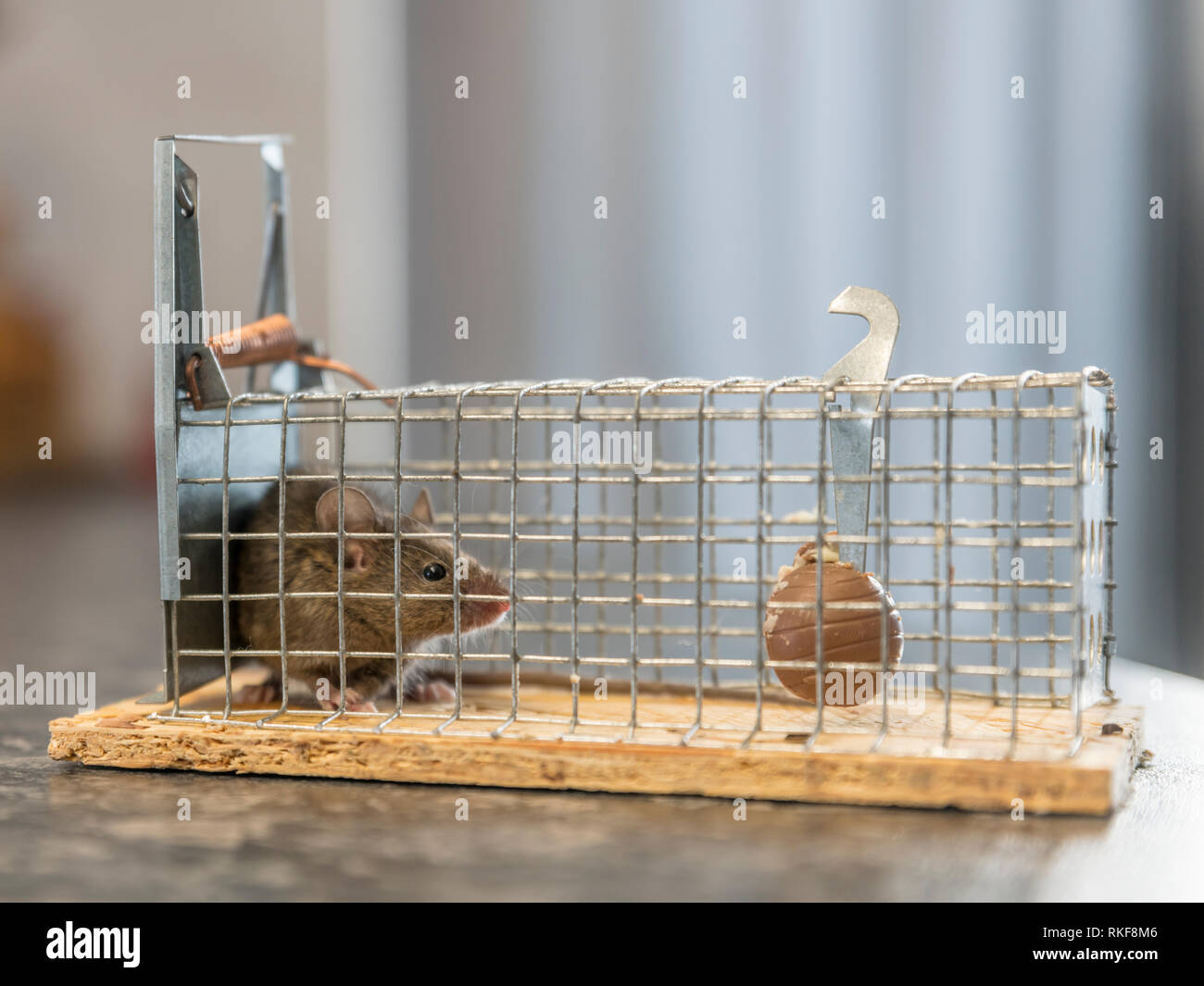 Little mouse sits trapped in a wire trap against blurred background ...