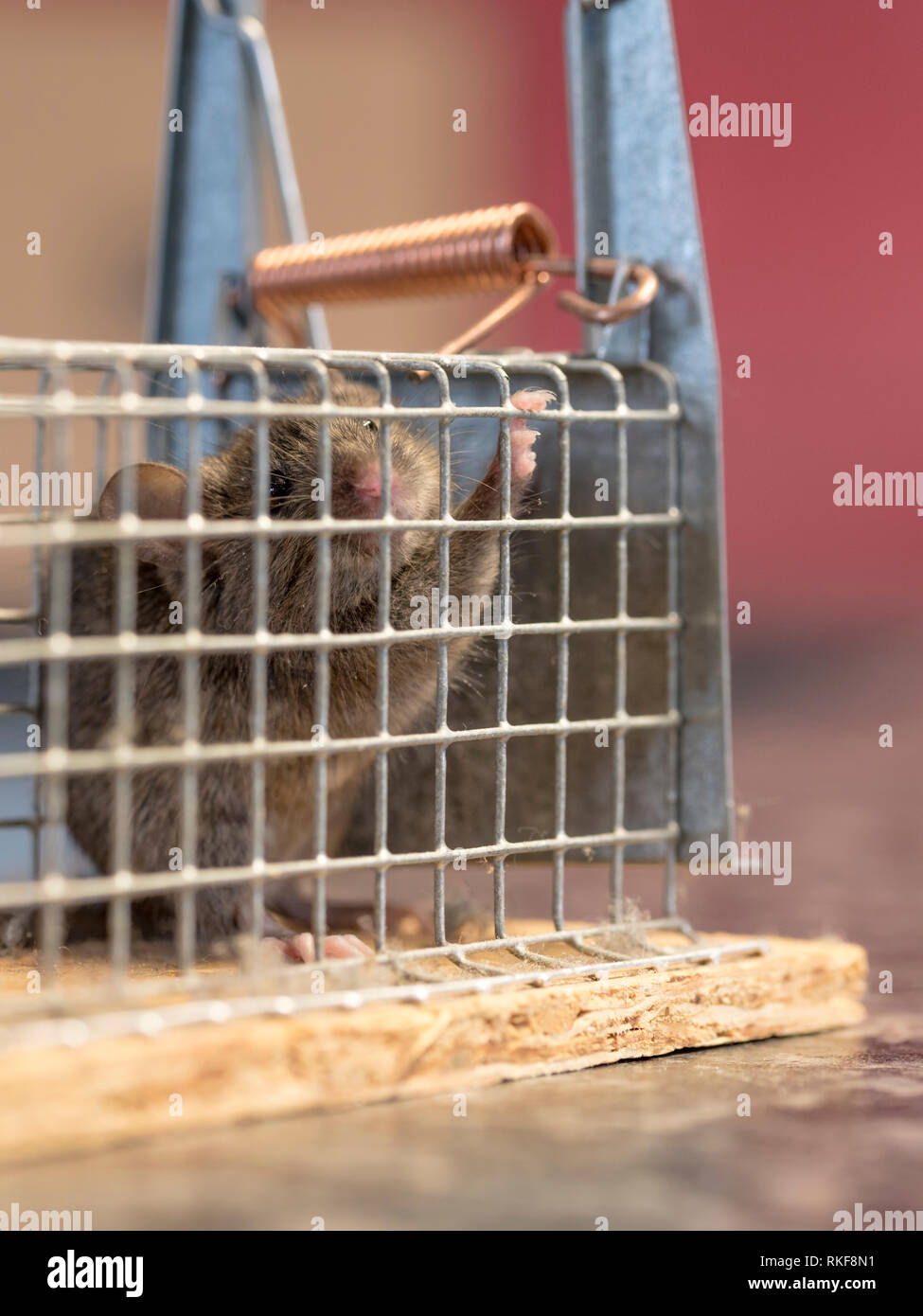Little mouse sits trapped in a wire trap against blurred background ...