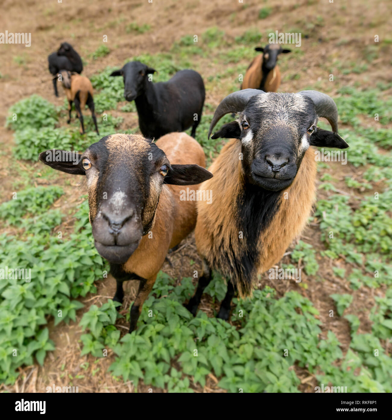 Two cameroon sheep (male and female) stand side by side in the pasture ...
