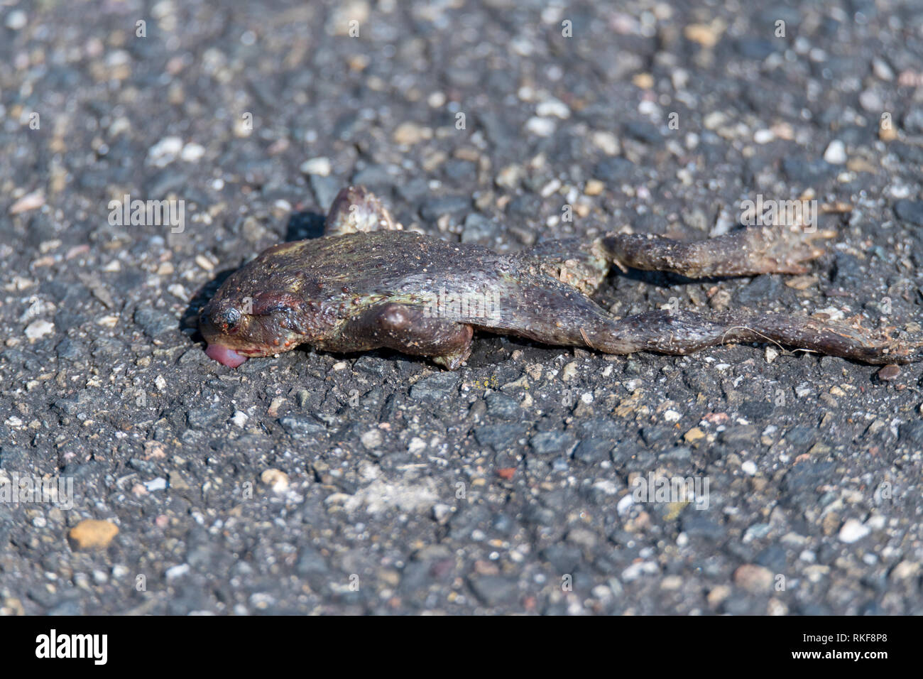 Frog tongue hi-res stock photography and images - Alamy
