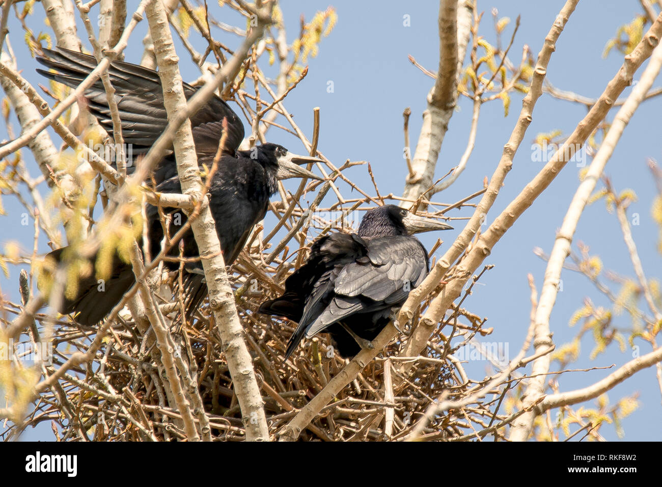 Fledgling crows hi-res stock photography and images - Alamy