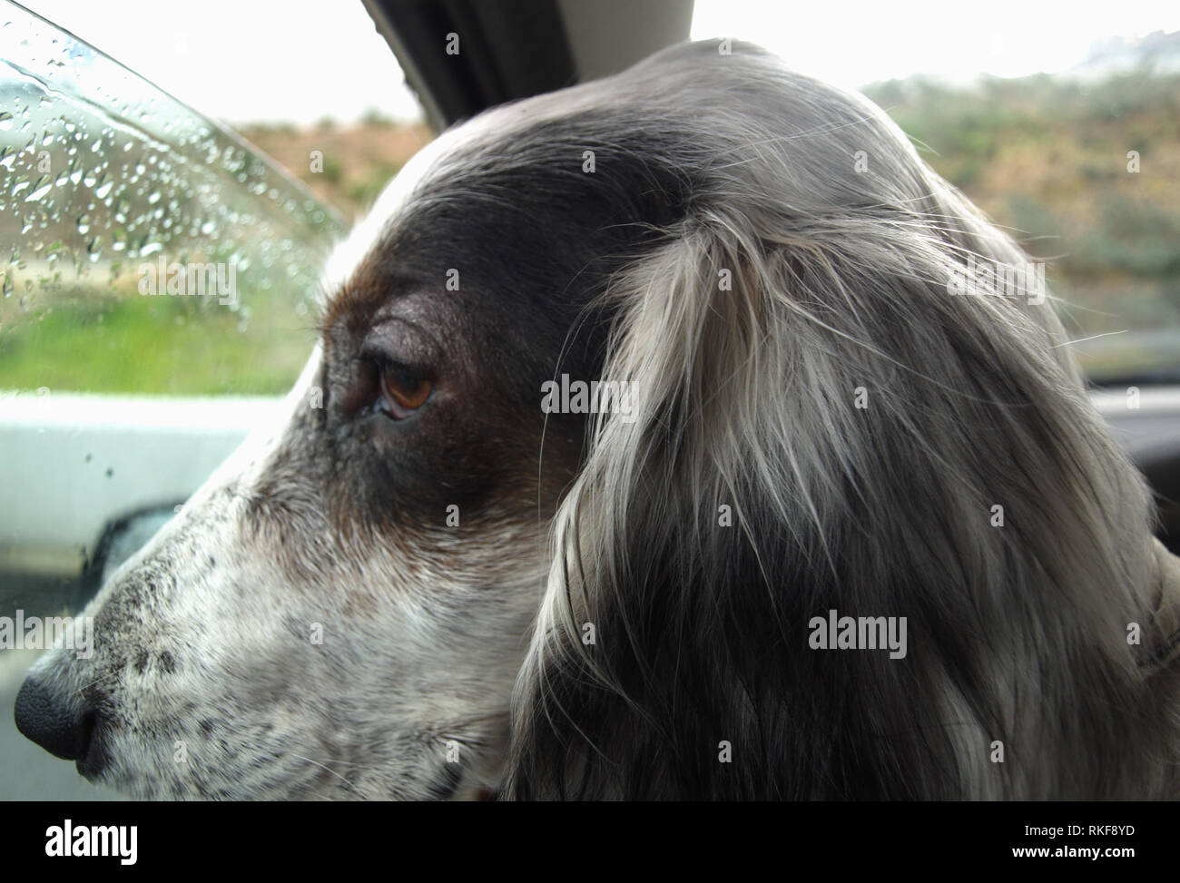 Sad looking English Setter after visit to vets Stock Photo - Alamy