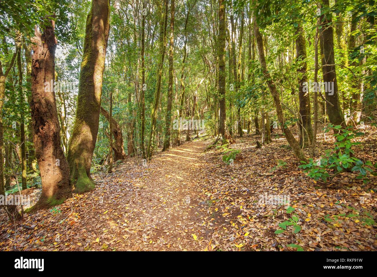 Rainforest islands hi-res stock photography and images - Alamy