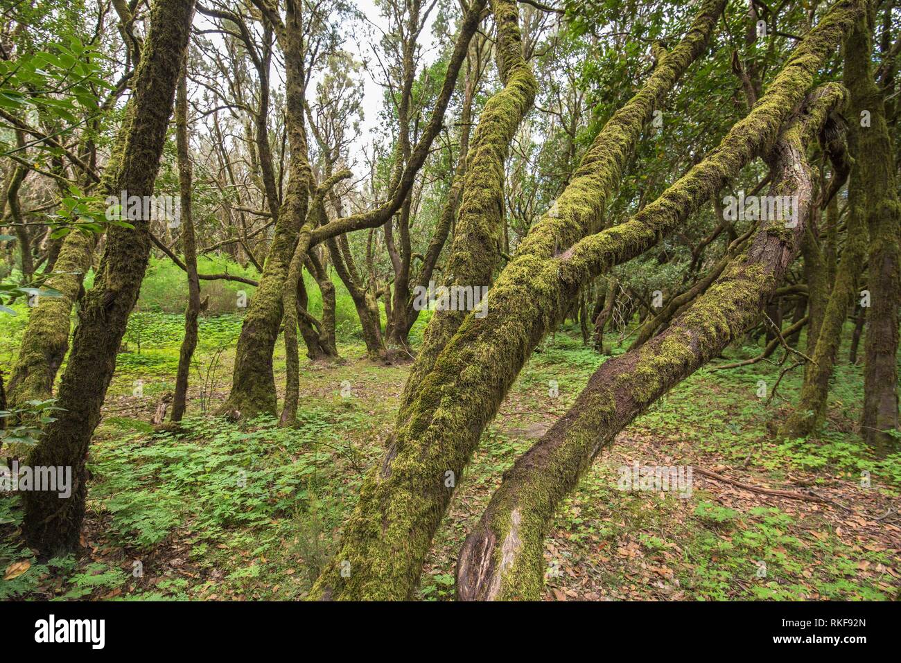 Rainforest islands hi-res stock photography and images - Alamy