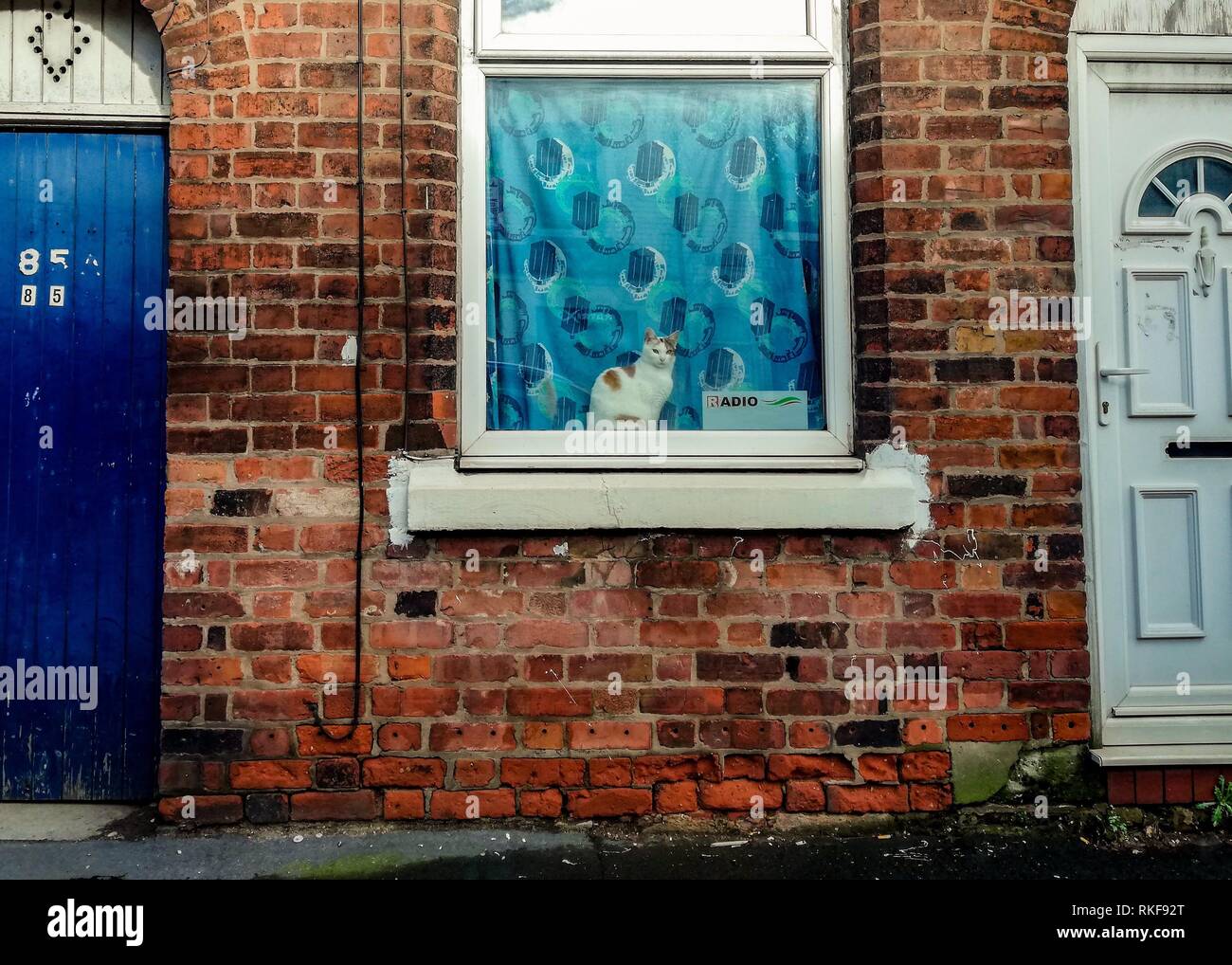 Cat in window Stock Photo - Alamy