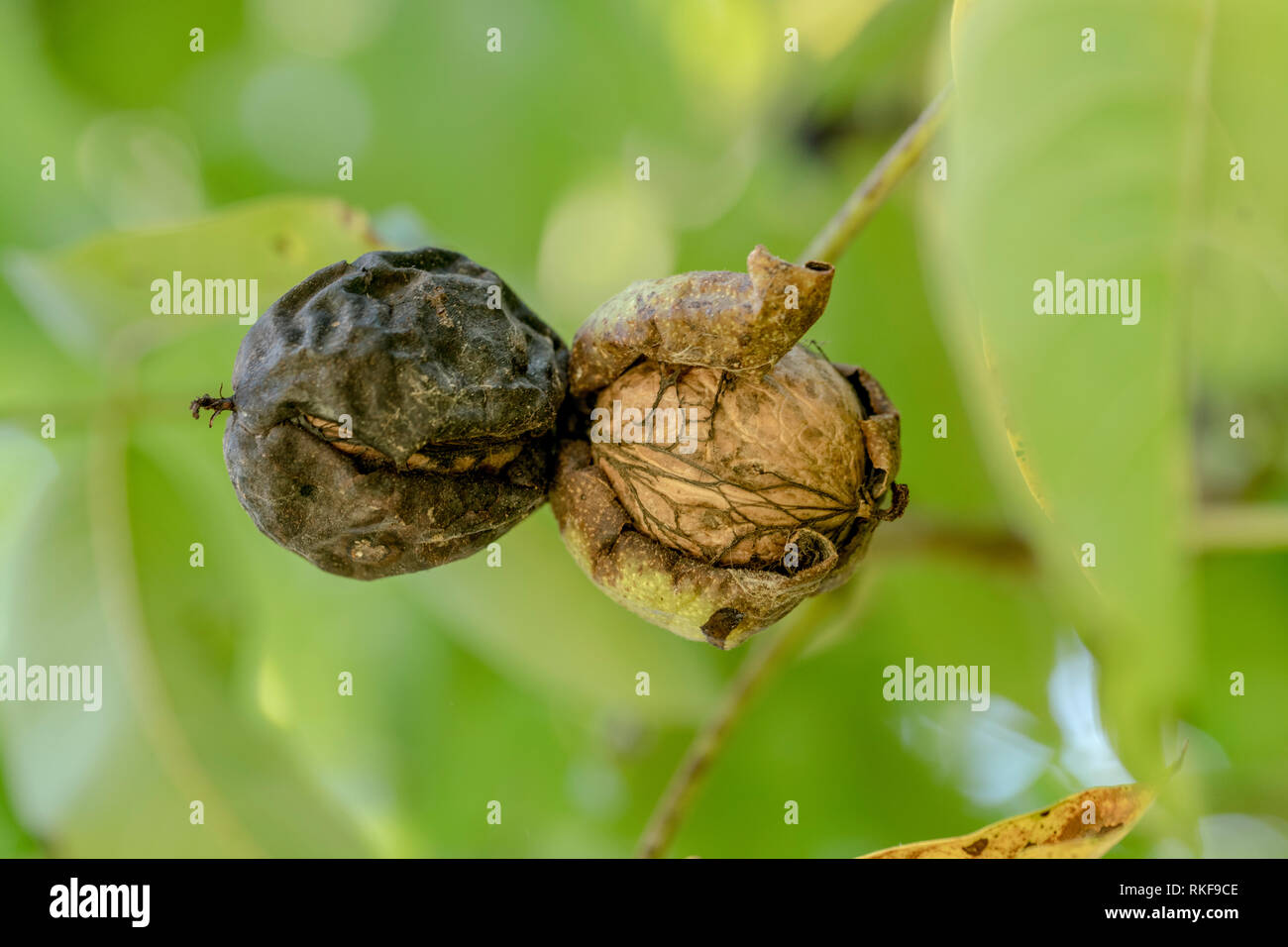 Two ripe walnuts on the tree just before falling down in front of green ...