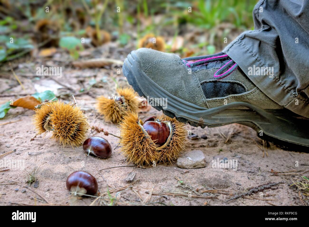 Step on a ripe open chestnut with a sneaker and copyspace Stock Photo ...