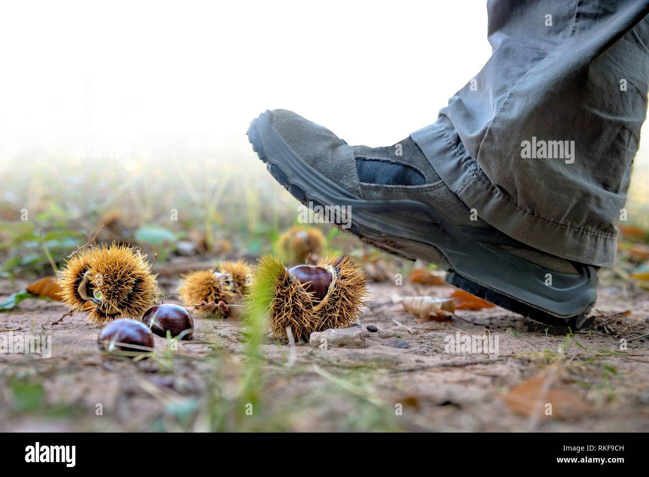 Step on a ripe open chestnut with a sneaker Stock Photo - Alamy