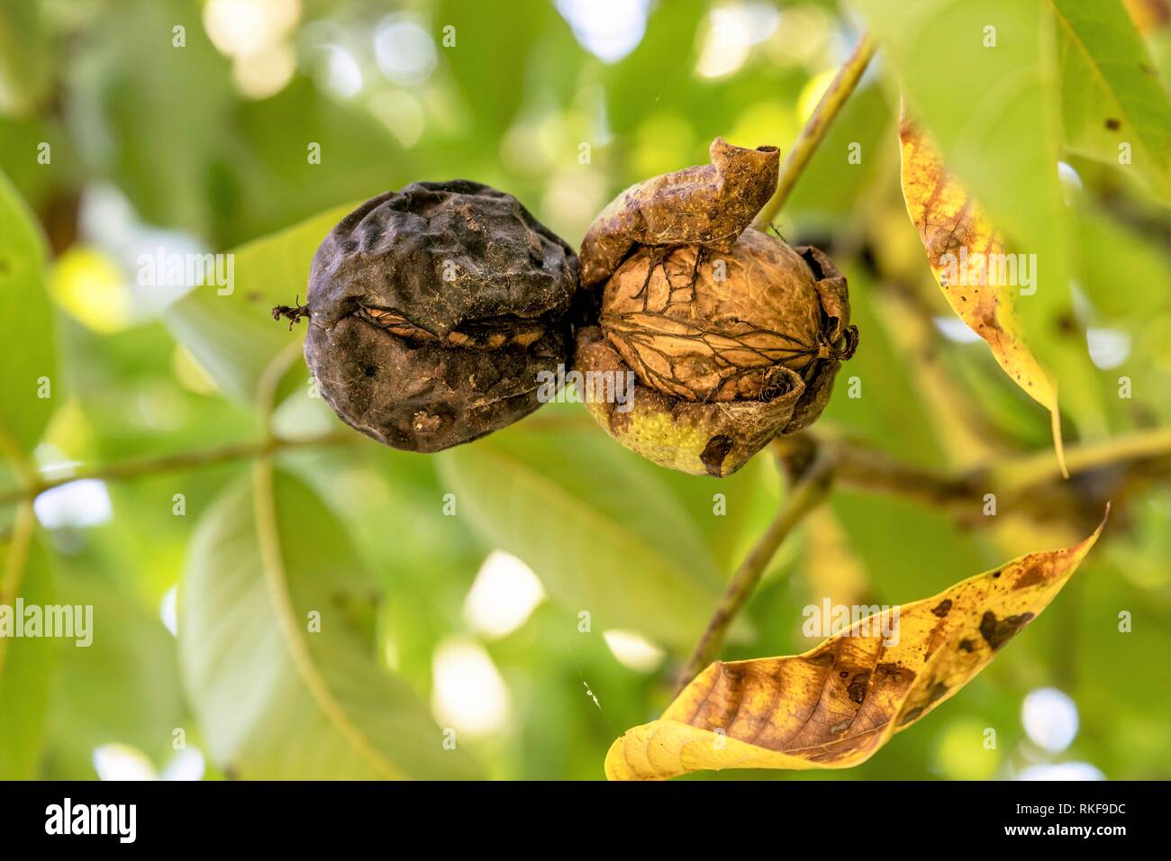 Two ripe walnuts on the tree just before falling down in front of green ...