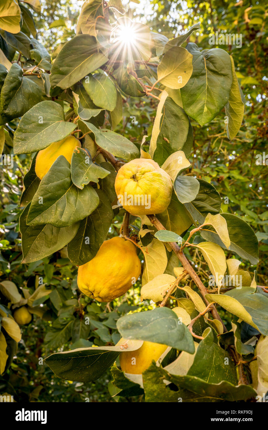 Ripe quince hangs in a sunlit tree with blurred background Stock Photo ...