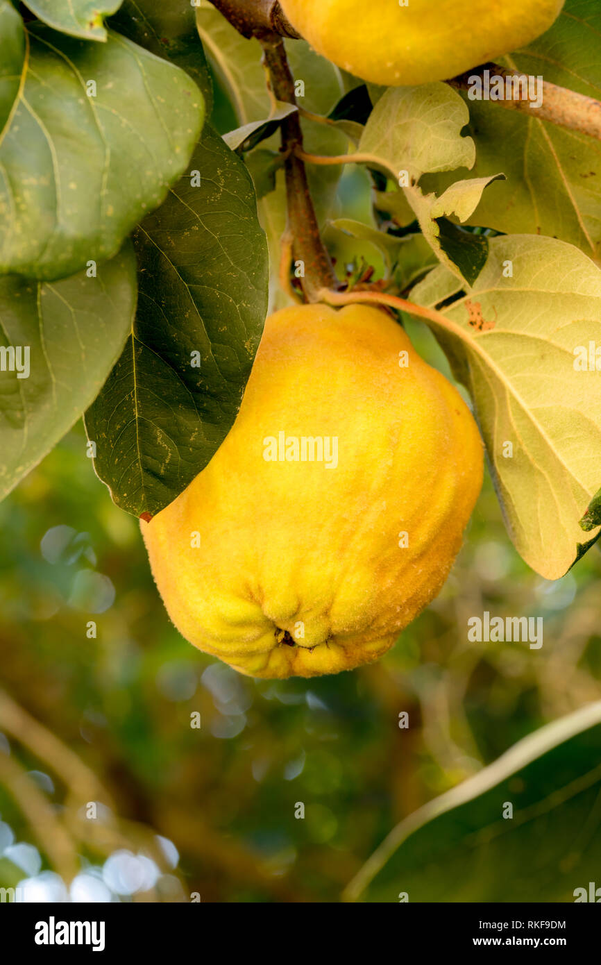 The quince tree sun hi-res stock photography and images - Alamy