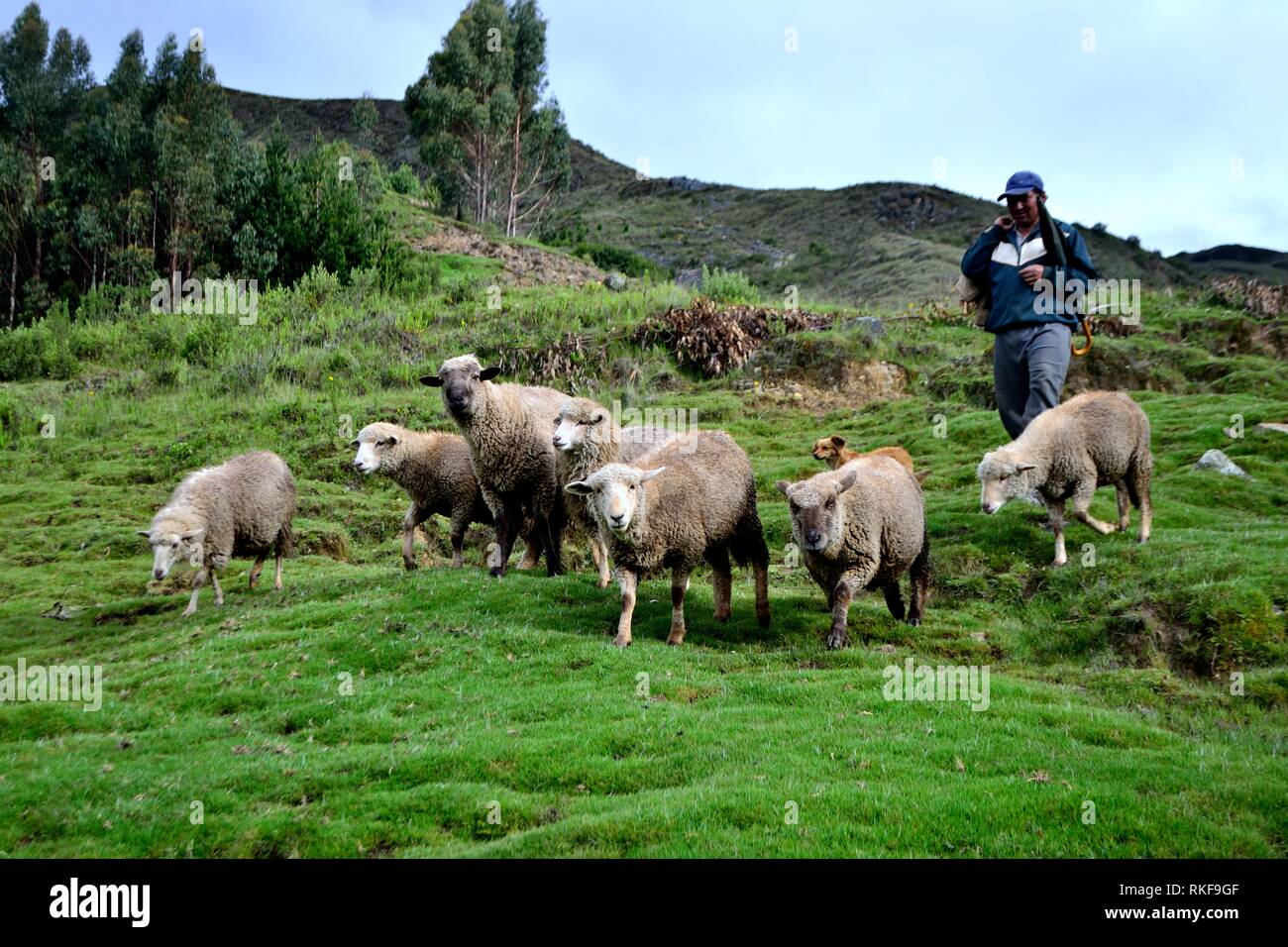 Shepherd in YANAMA - National park HUASCARAN. Department of Ancash.PERU ...
