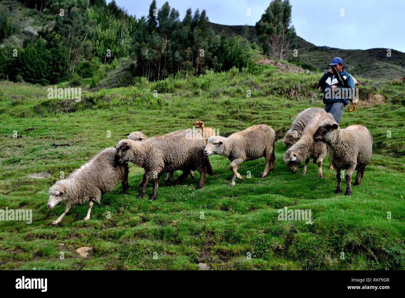 Shepherd in YANAMA - National park HUASCARAN. Department of Ancash.PERU ...