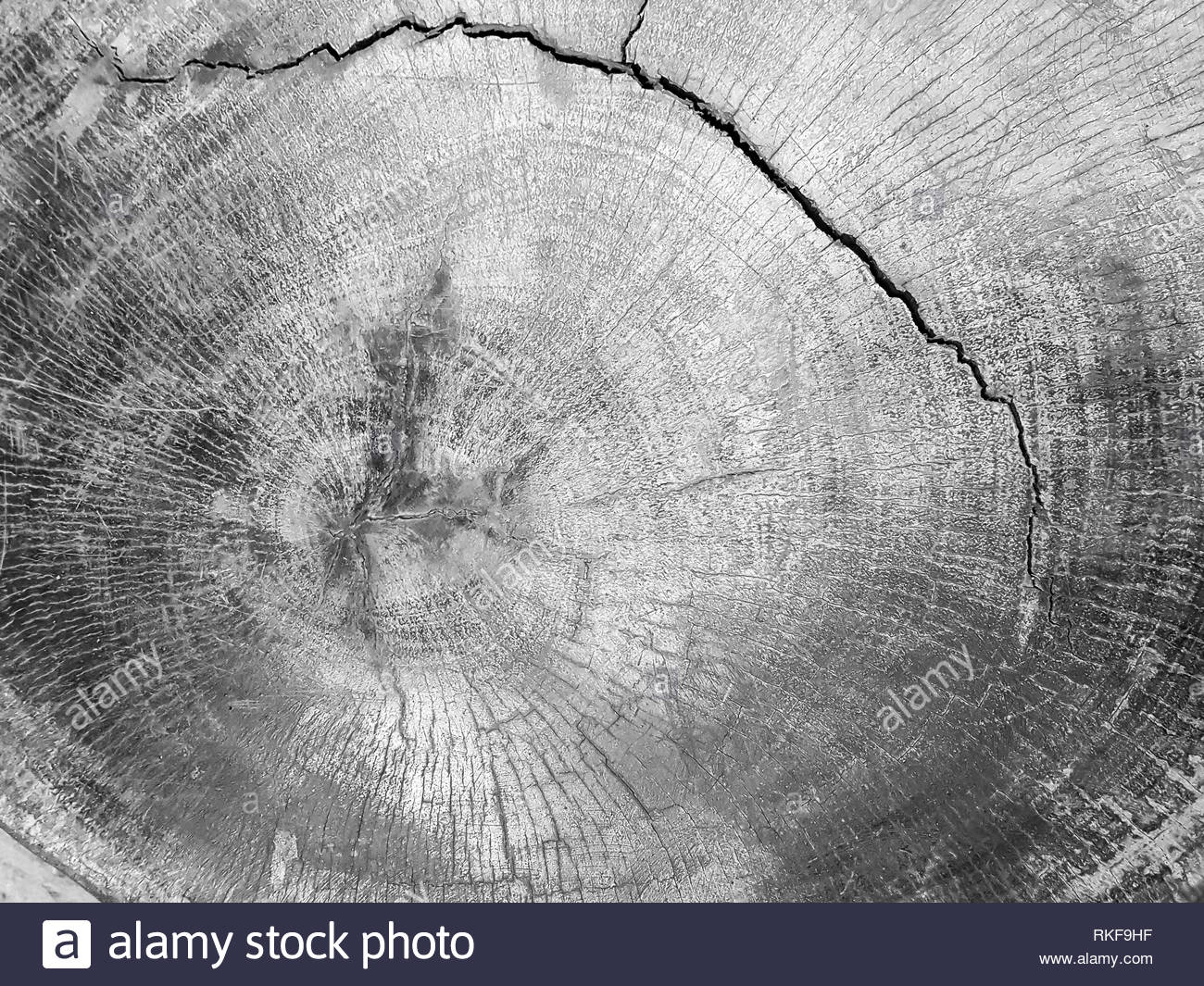 White Oak Tree Trunk Rings Stock Photos & White Oak Tree Trunk Rings ...