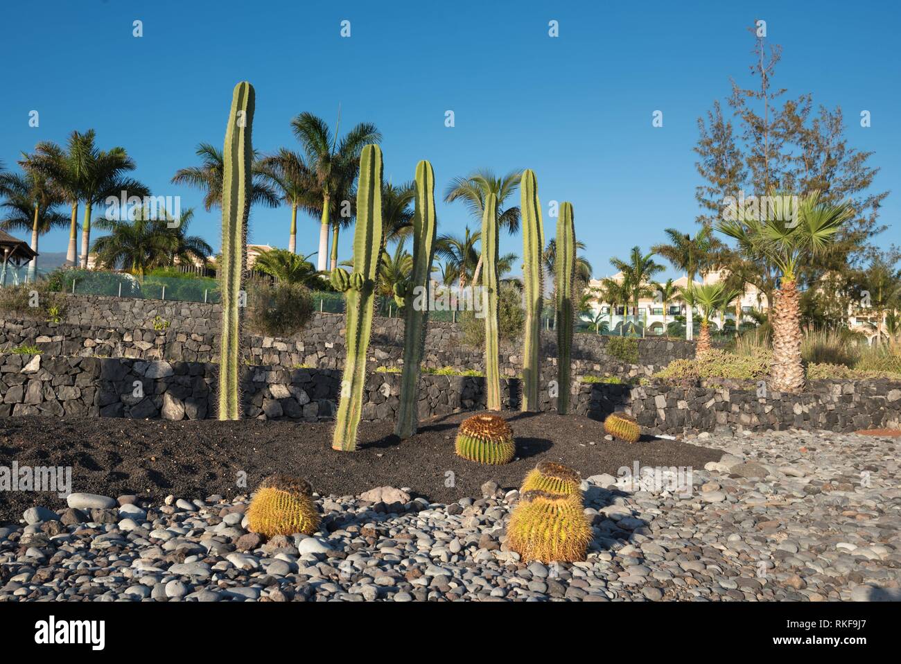 Canary island cactus scenic hi-res stock photography and images - Alamy