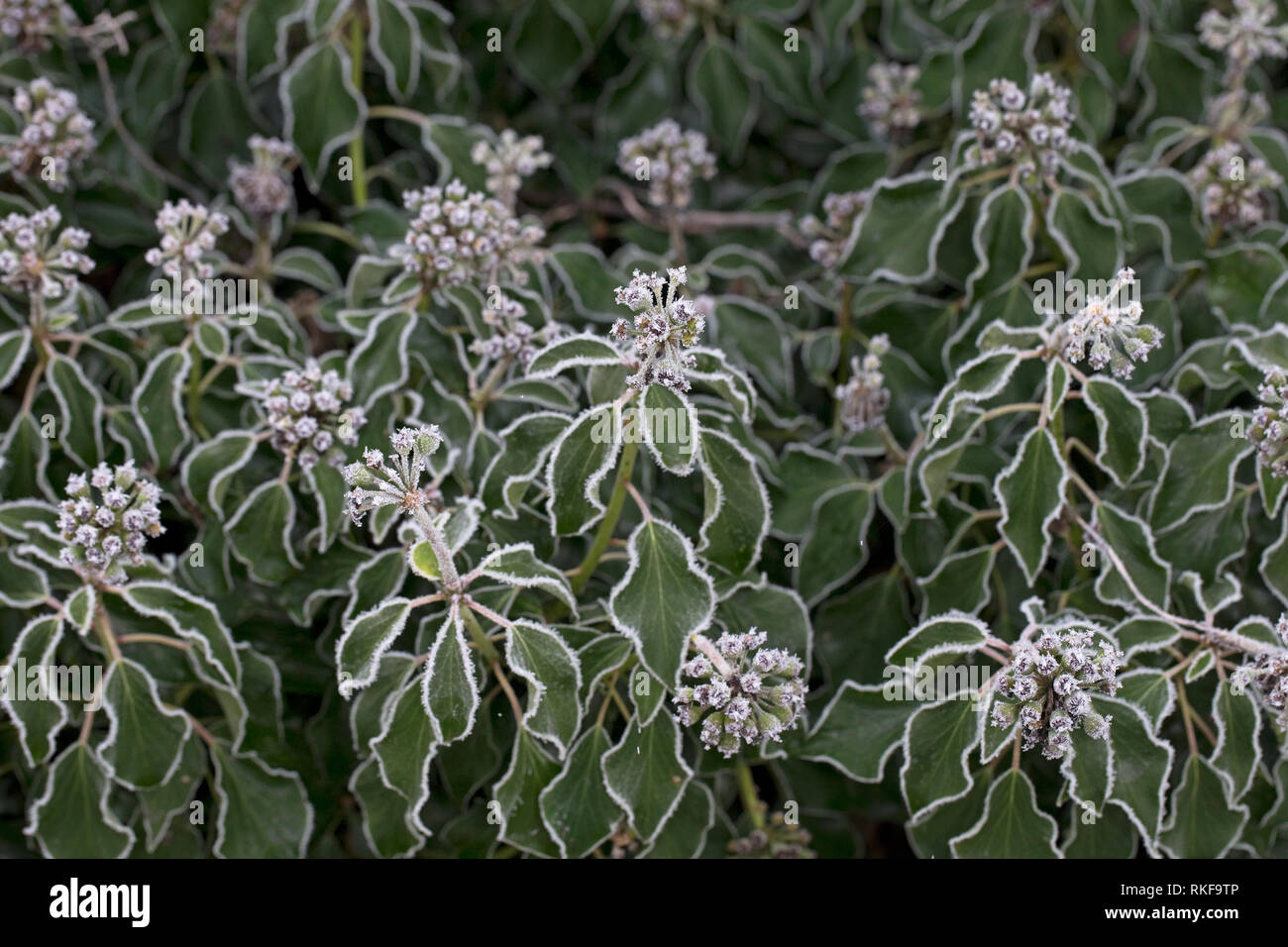 Frost outline hi-res stock photography and images - Alamy