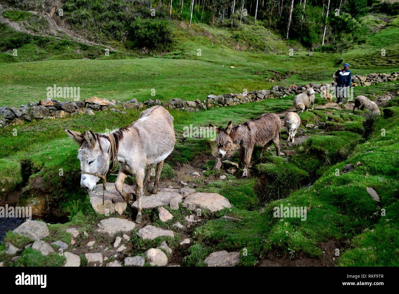 Shepherd in YANAMA - National park HUASCARAN. Department of Ancash.PERU ...