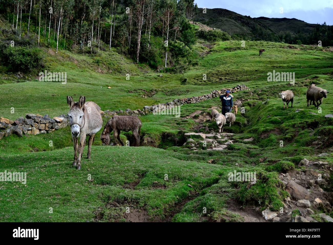 Shepherd in YANAMA - National park HUASCARAN. Department of Ancash.PERU ...