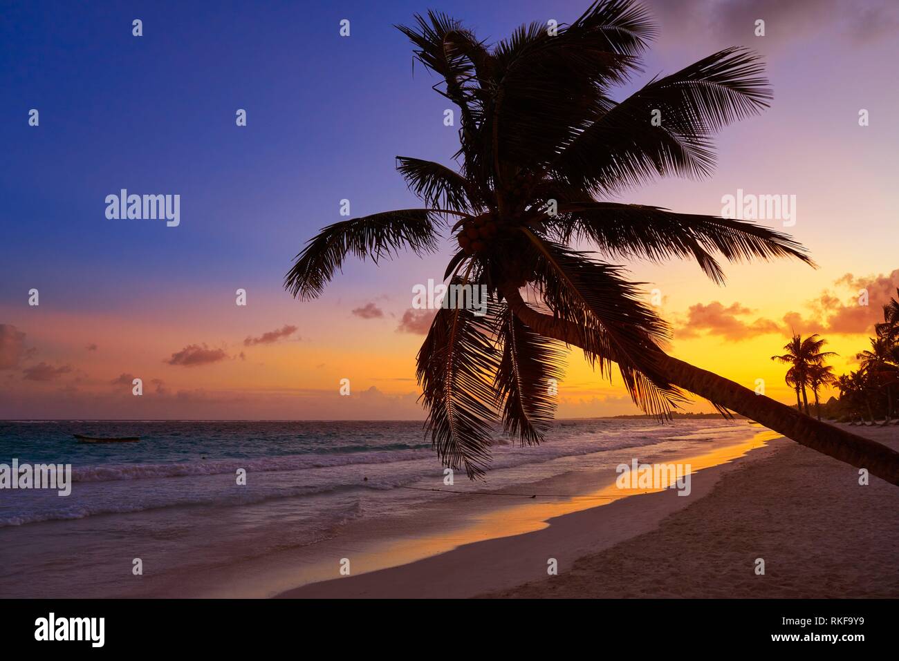 Tulum beach sunset palm tree in Riviera Maya at Mayan Mexico Stock ...