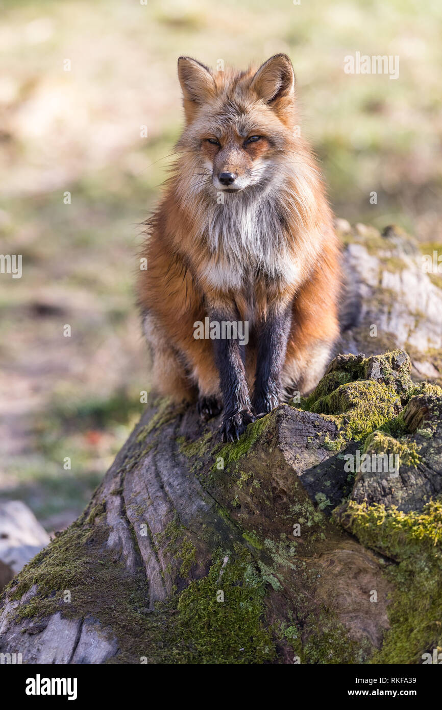 Red fox in the forest Stock Photo - Alamy