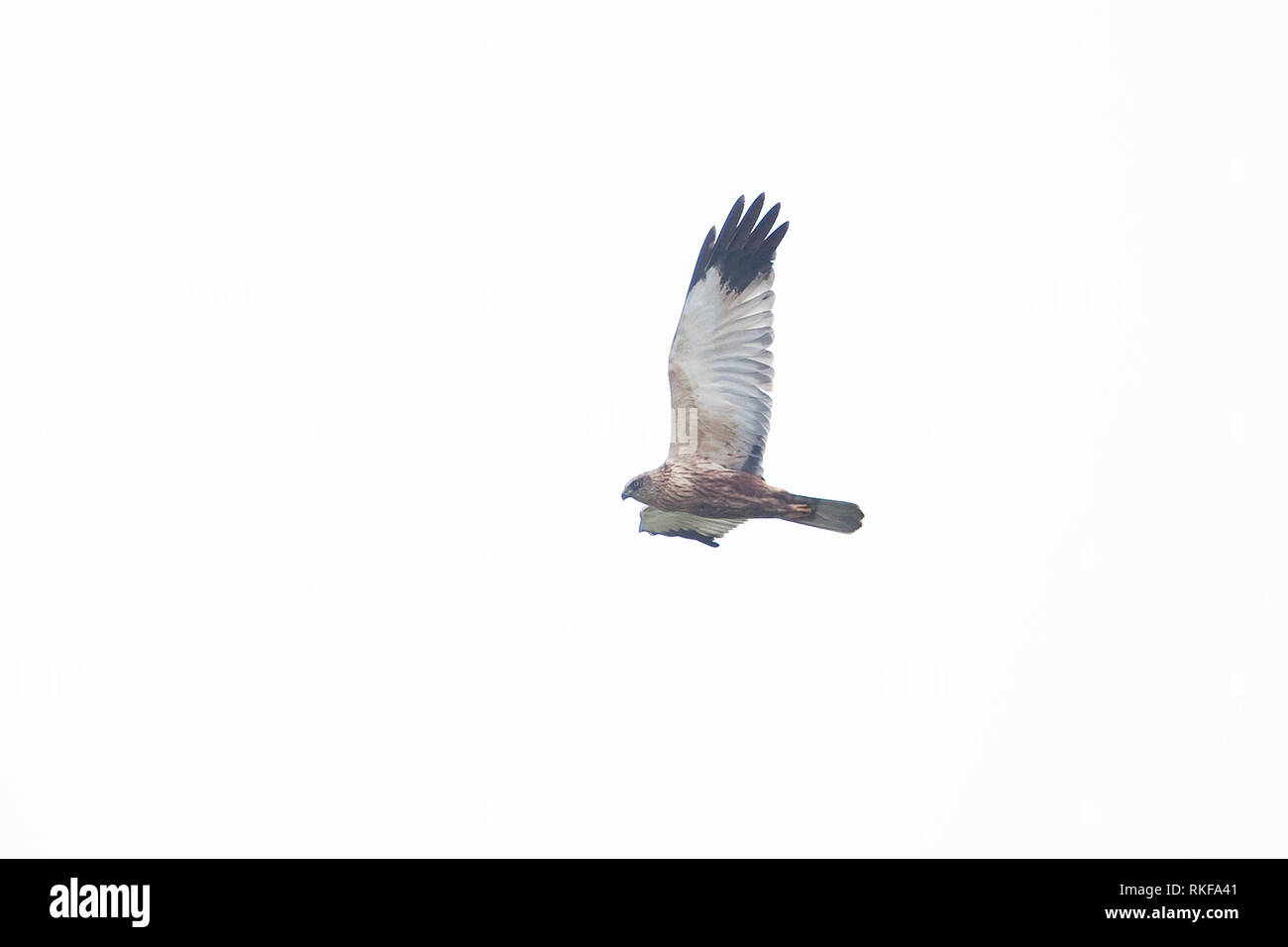 Uk january Cut Out Stock Images & Pictures - Alamy