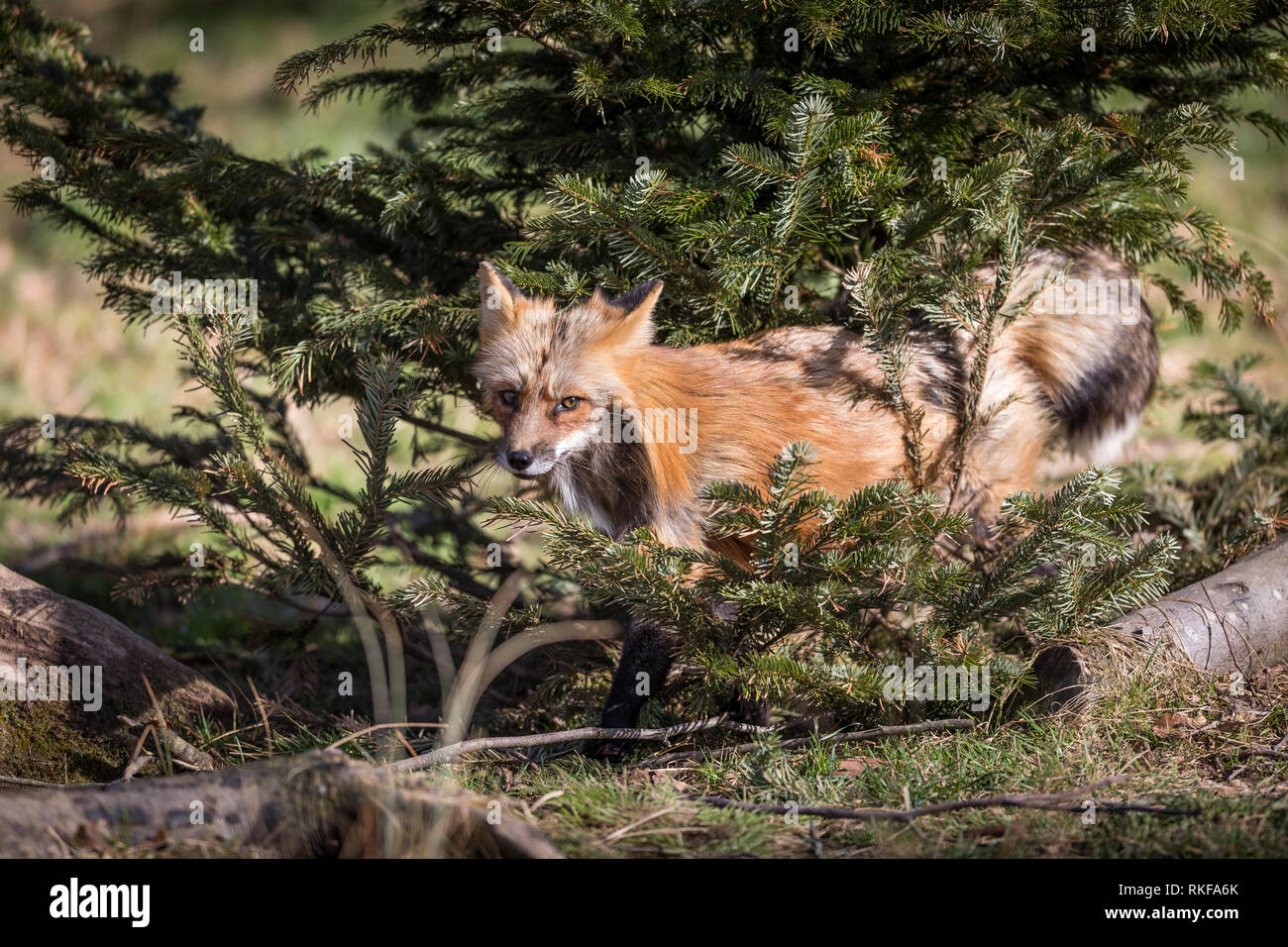 Red fox in the forest Stock Photo - Alamy